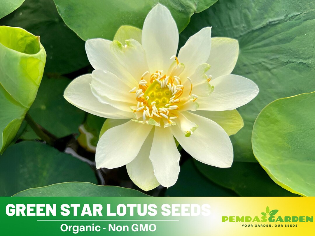 5 Rare Seeds Green Star Lotus Seeds Indian Lotus nelumbo Nucifera Seeds ...