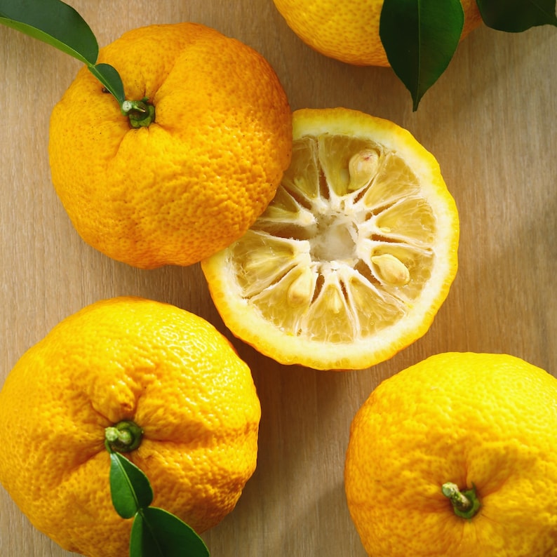 Yuzu Citrus Seeds (citrus Junos, Japanese Lemon, Yuza) – Hardy Fragrant ...