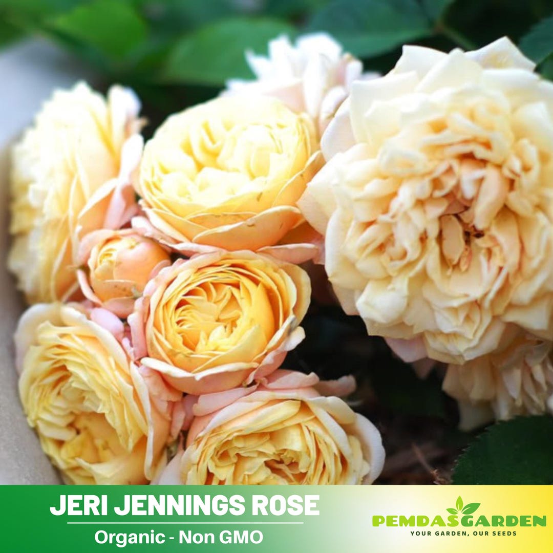 30+ Seeds| Jeri Jennings Rose Seeds - Authentic - Perennial ~ GMO Free ...