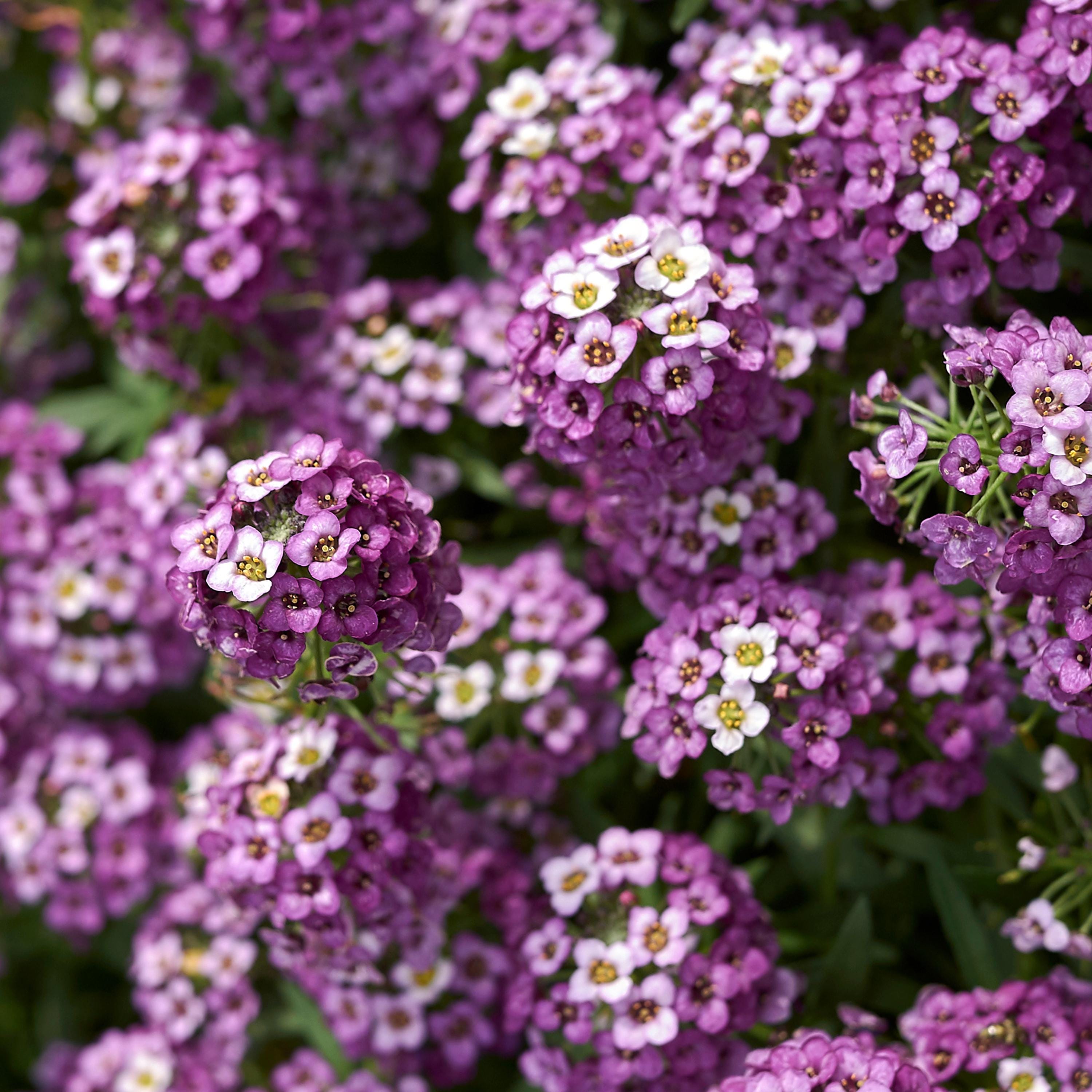 30+ Seeds| Violet Queen Alyssum (lobularia Maritima) Seeds - Cold ...