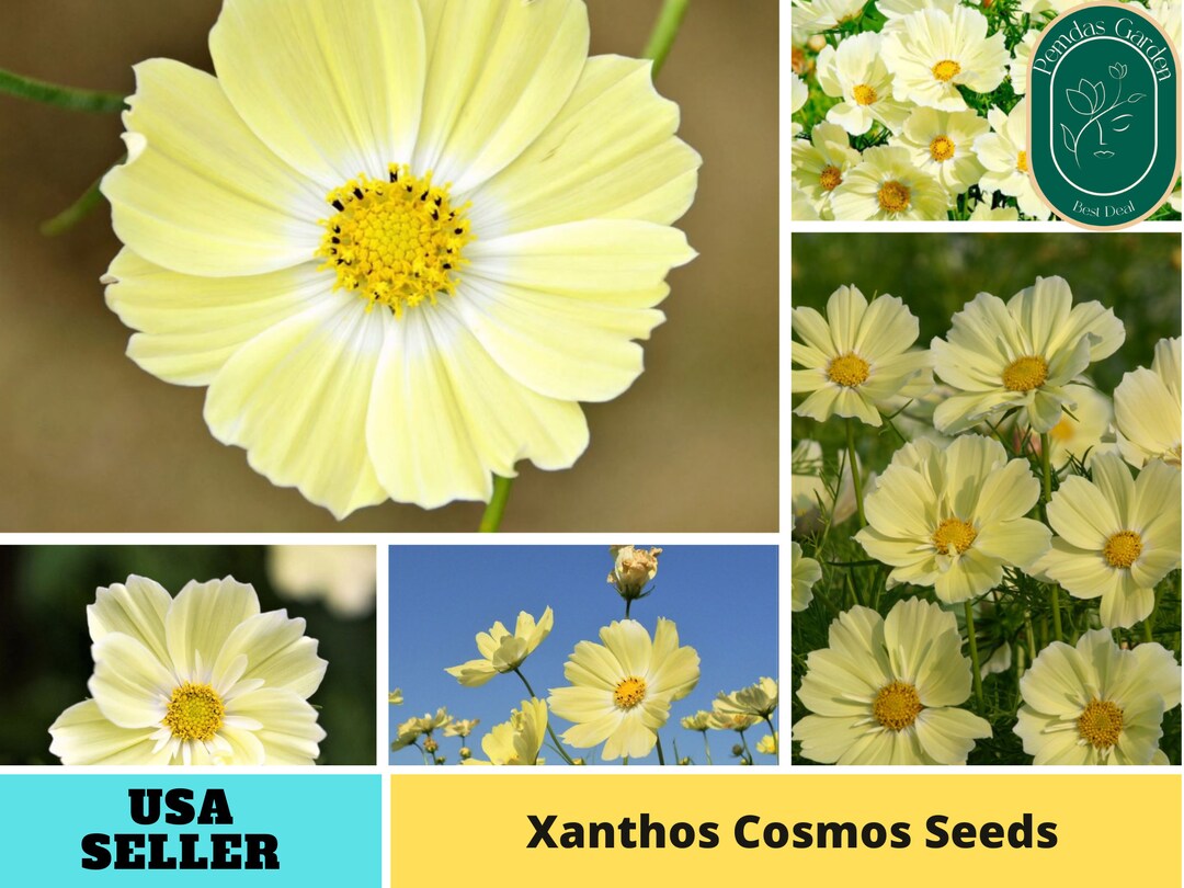 50 Seeds Xanthos Cosmos Mix Seeds Authentic Seeds GMO Free Seedsflower ...