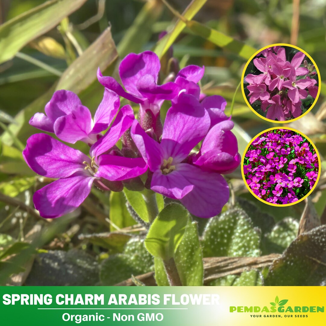 Spring Charm Arabis Seeds - Authentic - Open-pollinated - Asian Garden ...