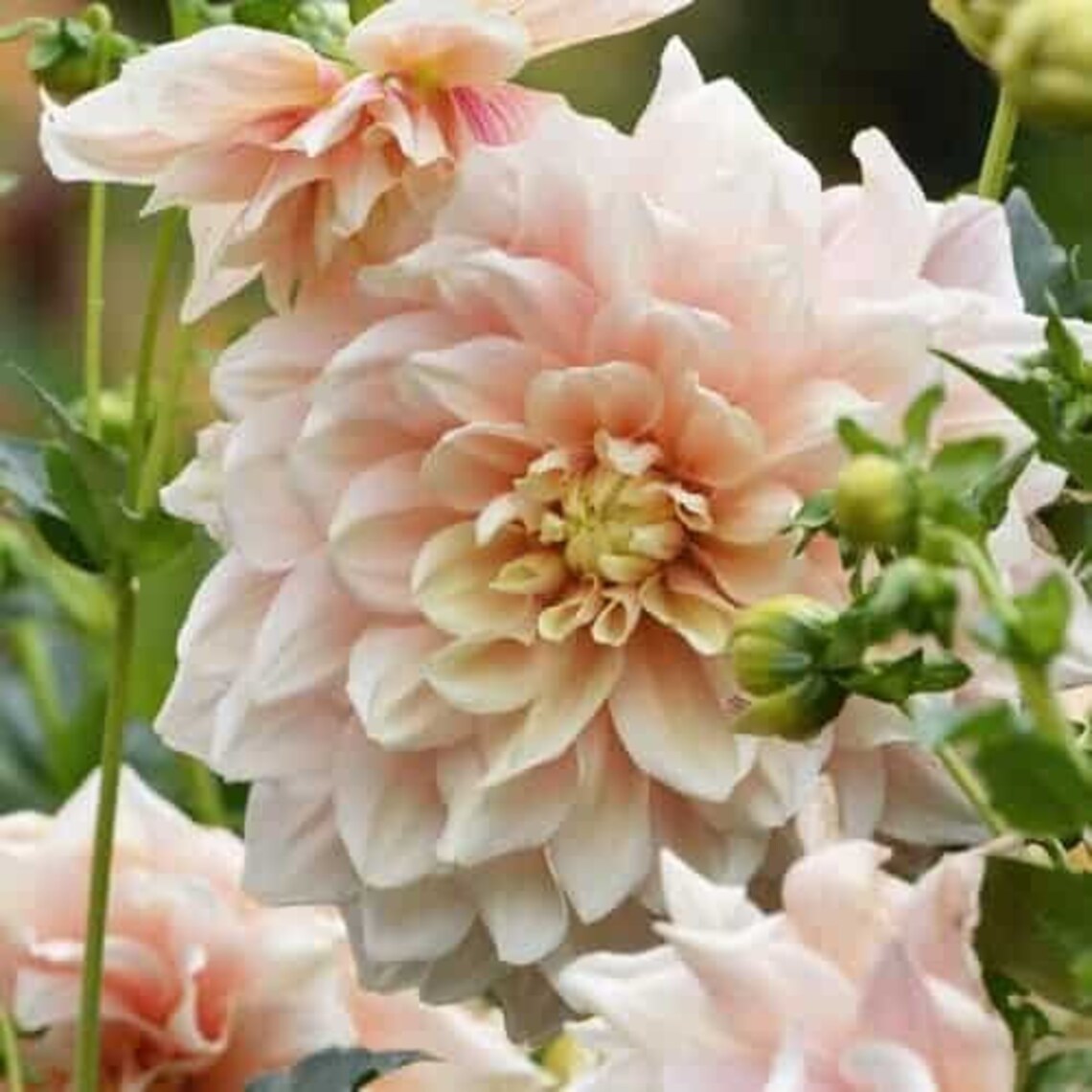 40+ Seeds| Dinnerplate Break Out Dahlia Perennial Seeds -pollinator ...