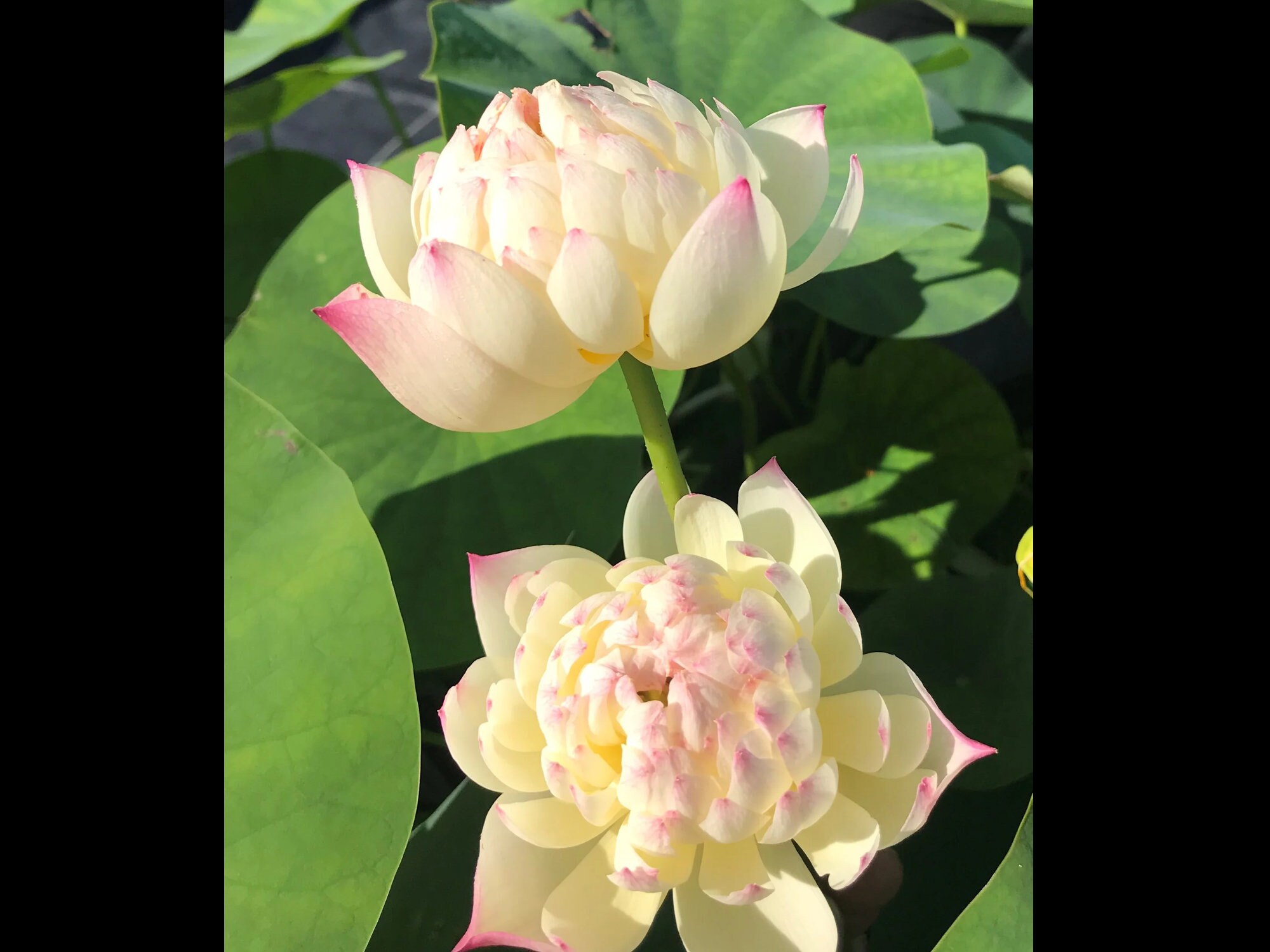 5+ Rare Seeds| Charming Lips Lotus Seeds - Indian Lotus (Nelumbo nucif ...
