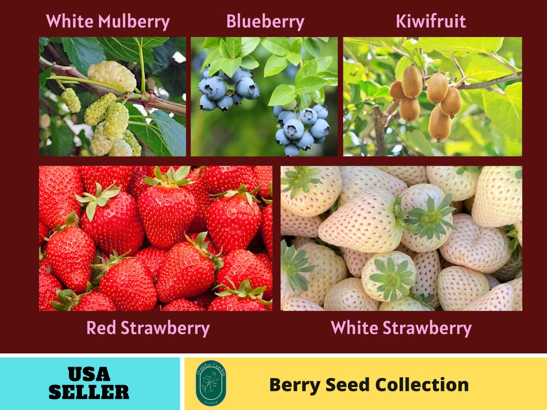 Berry Seed Collection 5 Popular Medicinal Varieties of Native Berry ...