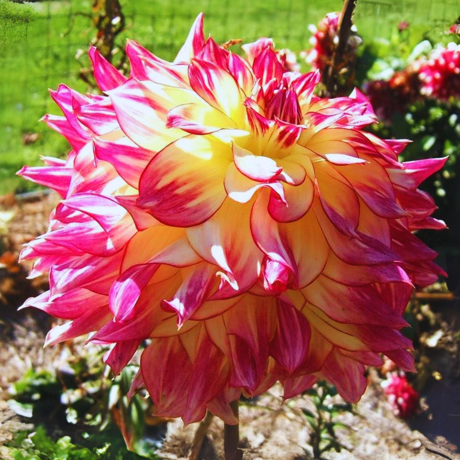 40+ Seeds| Zoey Rey Dahlia Seeds - Pollinator Friendly- Open Pollinated ...