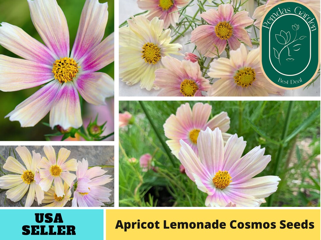 50 Seeds Apricot Lemonade Cosmos Seeds Authentic Seeds - Etsy