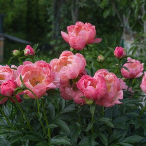 10+ Seeds| Coral Sunset Peony Peony Seeds - Paeonia - Attract ...