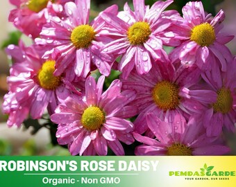 Red Daisy Seeds Vibrant Blooms for Your Garden US Seeds Bank - Etsy