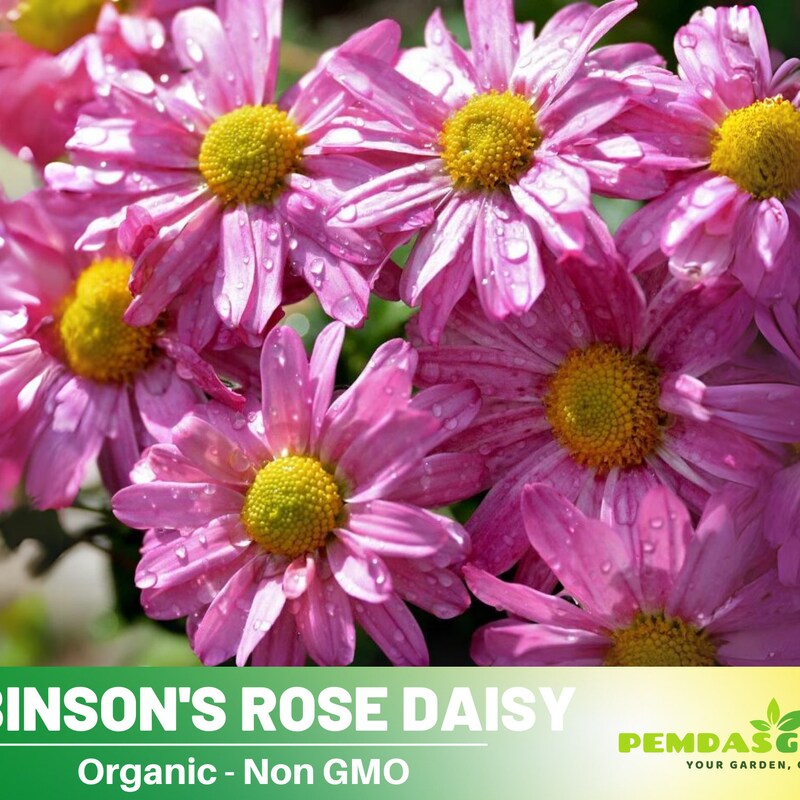 Robinsons Painted Daisy Seeds - Etsy