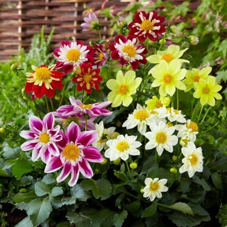 40+ Seeds| Mix Collarette Dahlia Perennial Seeds - Pollinator Friendly ...
