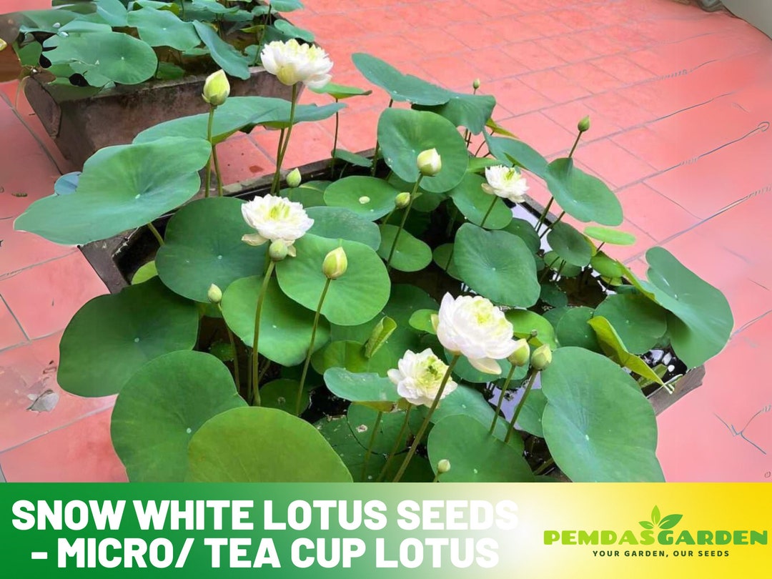 5 Rare Seeds Snow White Lotus Seeds Micro/ Tea Cup Lotus Indian Lotus ...