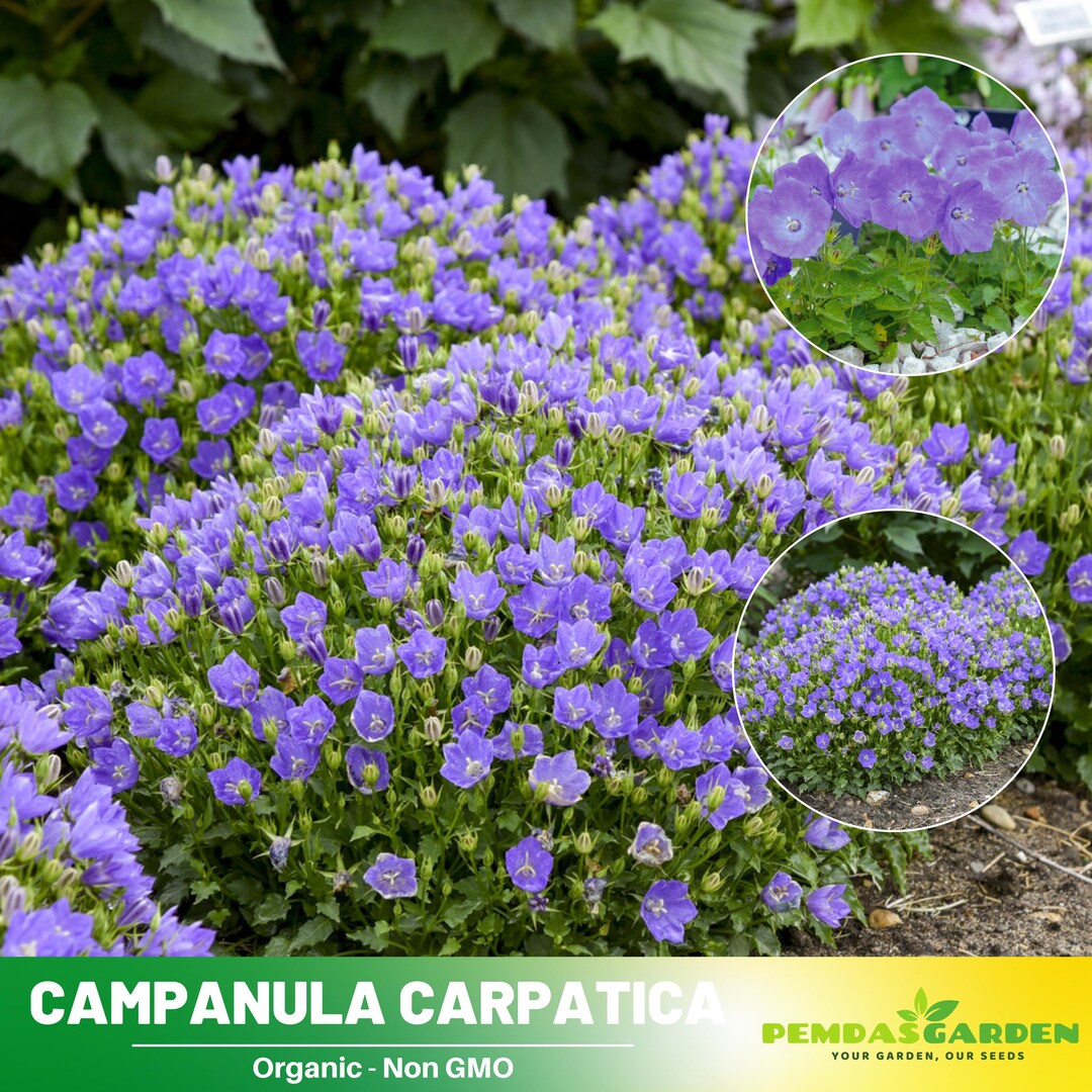 Campanula Carpatica - Bellflowers Seeds - Authentic - Open-pollinated ...