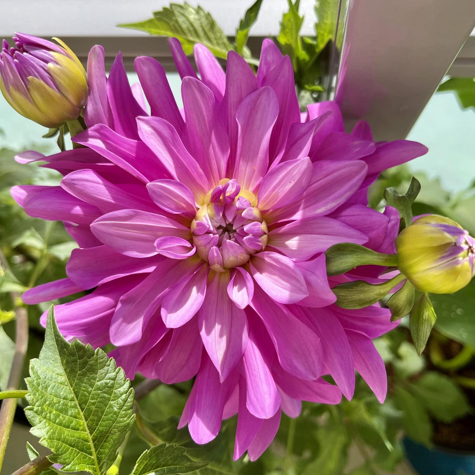 40+ Seeds| Bluetiful Dahlia Seeds Pollinator Friendly- Open Pollinated ...
