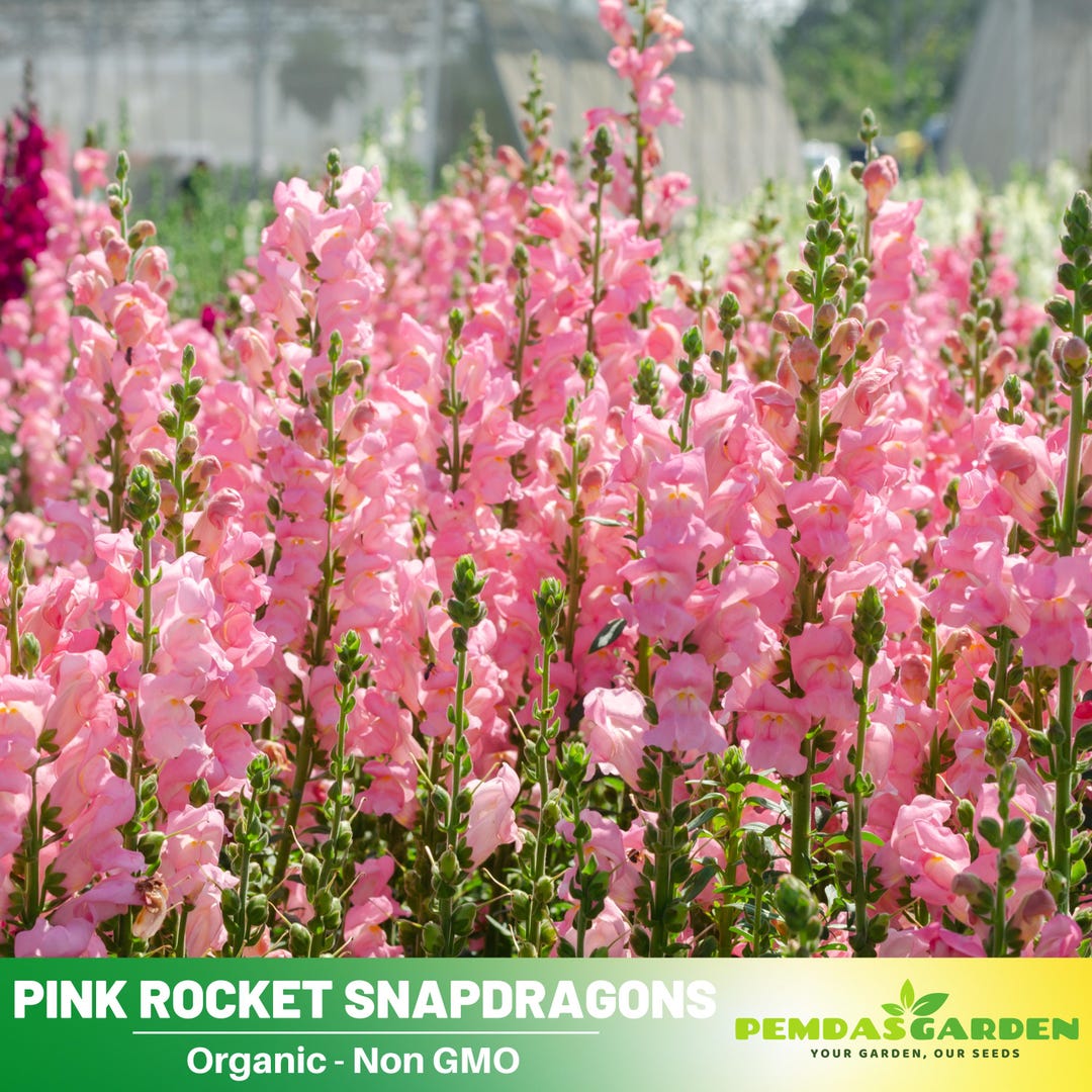 Pink Rocket Snapdragons Seeds - Cold Resistant - Potted - Attracts ...