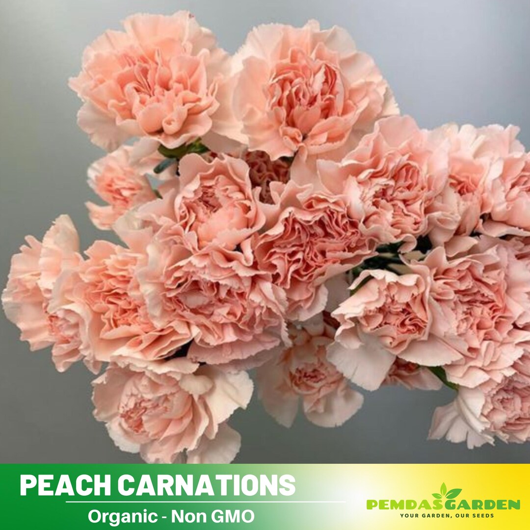 30+seeds|peach Carnations - Dianthus Seeds - Authentic - Open ...