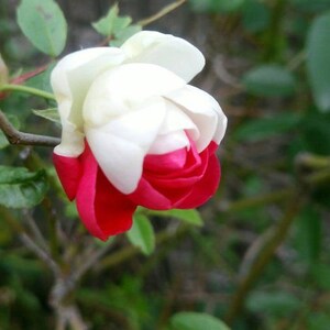 30+ Seeds| Zampa Dust Rose Perennial Flower Rose Seeds - Authentic ...