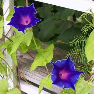 Blue Picotee Morning Glory Seeds Blue White Bi Color Flower Seeds ...