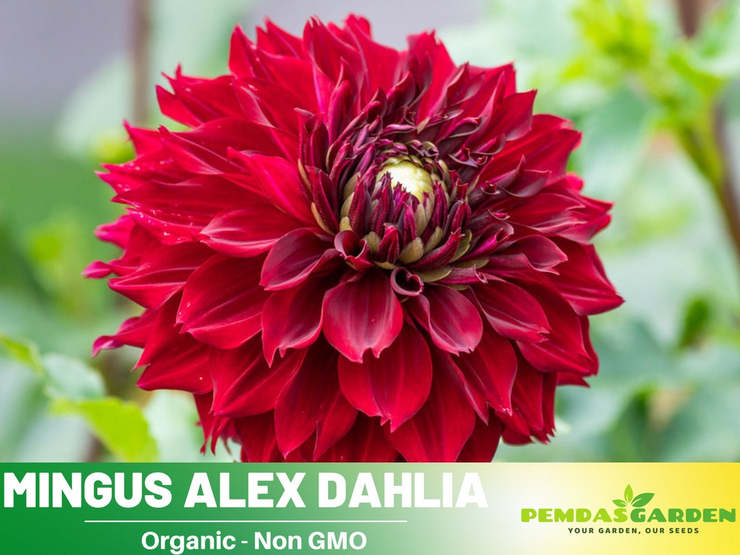 40 Seeds Mingus Alex Dahlia Seeds Pollinator Friendly Open Pollinated ...