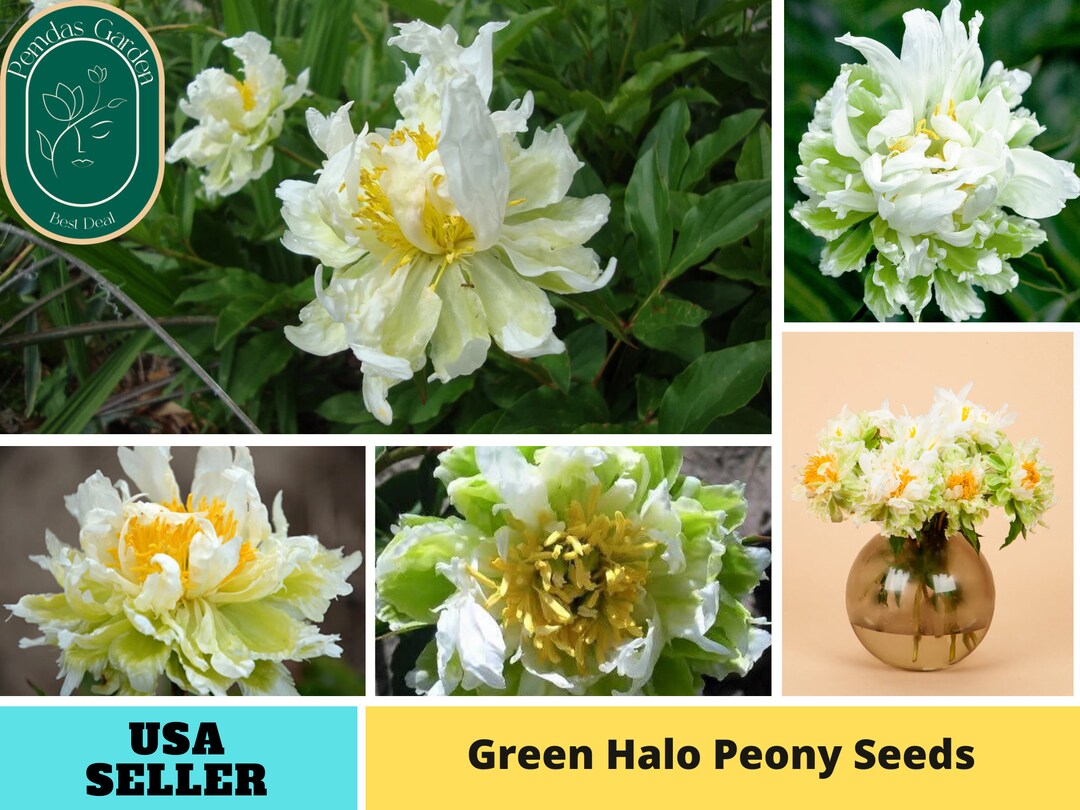 10seeds Green Halo Peony Perennial Seeds Authentic Seeds - Etsy