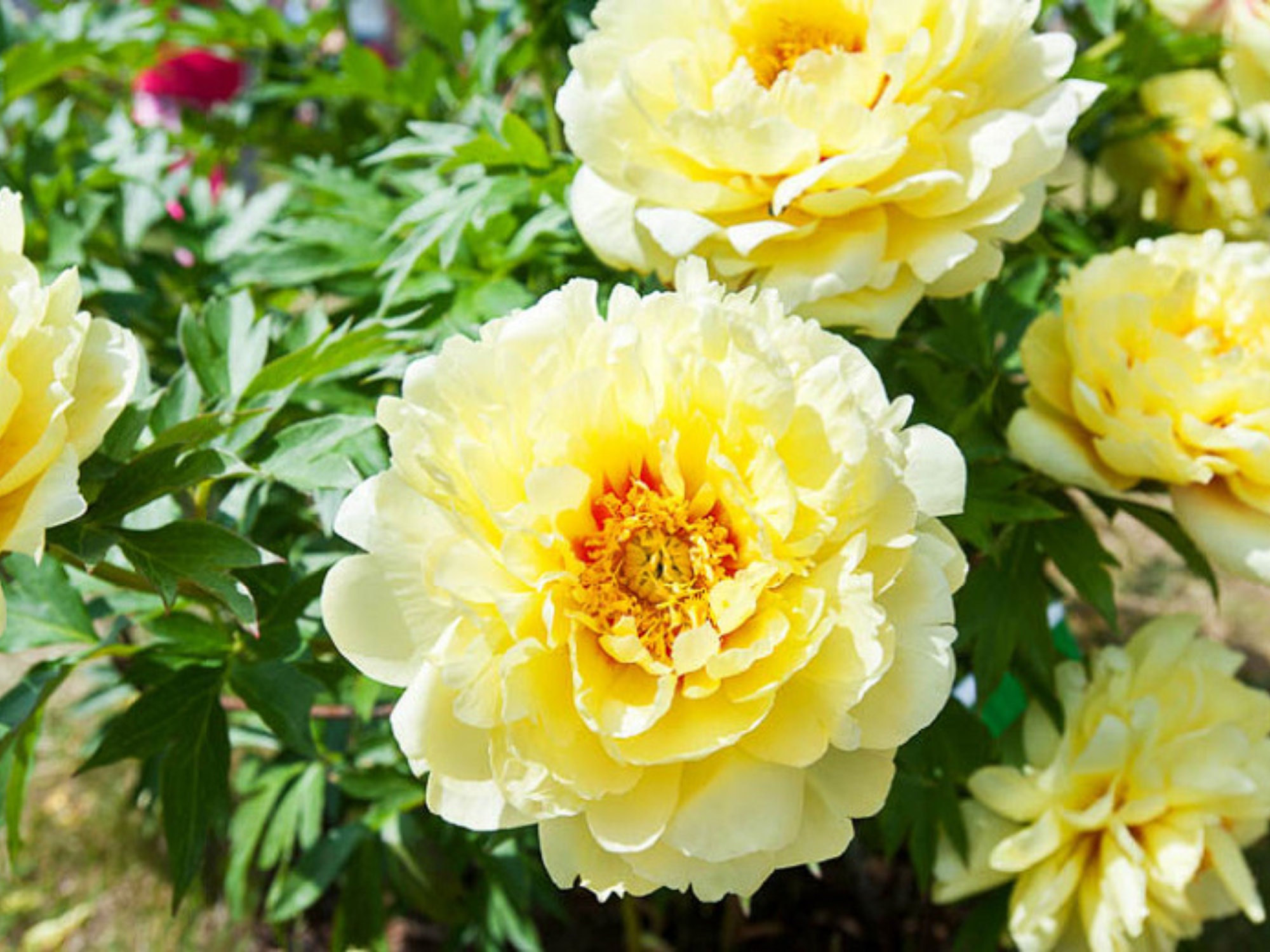 10+ Seeds| Bright Yellow Peony Seeds - Paeonia - Attract Butterflies ...