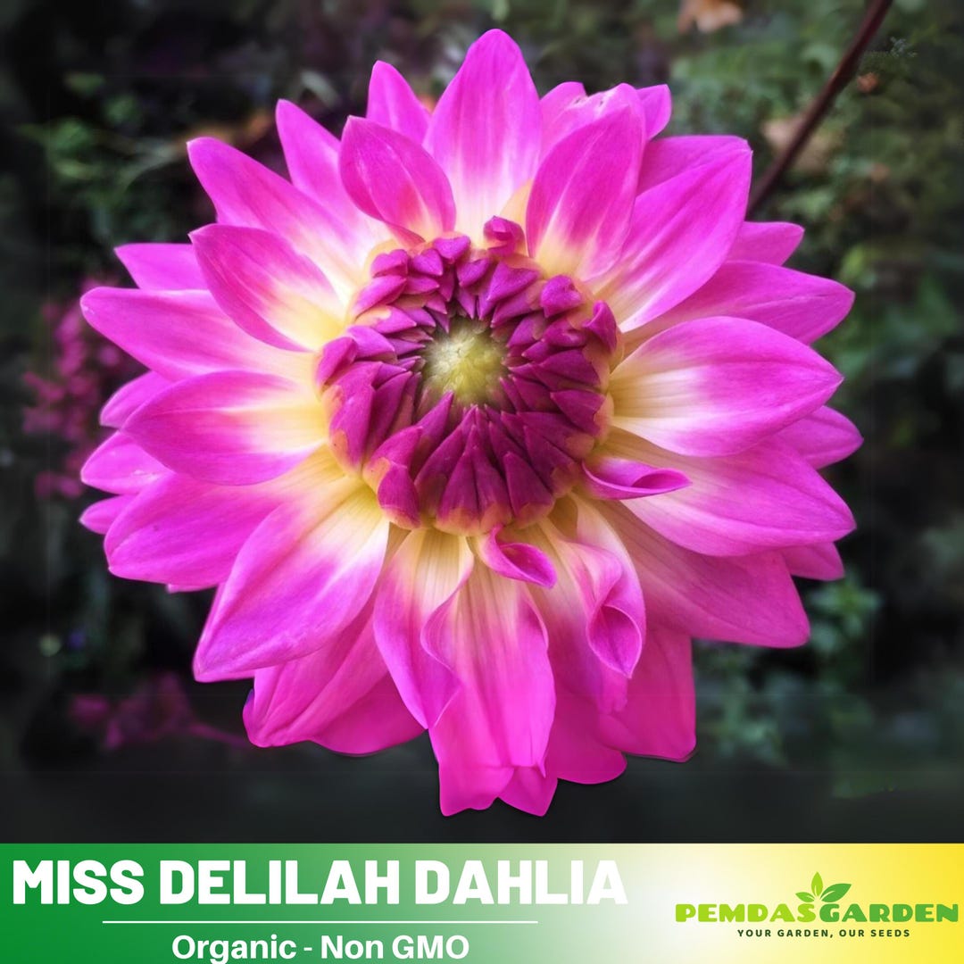 40+ Seeds| Miss Delilah Dahlia Seeds- Pollinator Friendly- Open ...