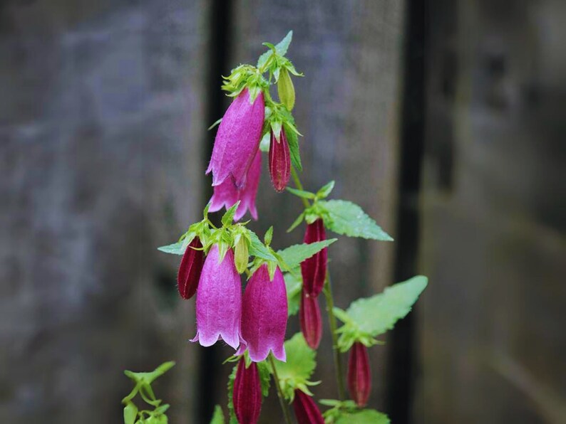 Campanula Punctata 'cherry Bells' - Bellflowers Seeds - Authentic ...