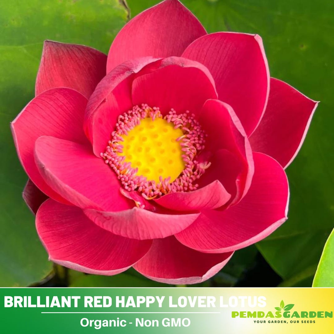 5 Rare Seeds| Brilliant Red Happy Lover Lotus Seeds - Indian Lotus ...