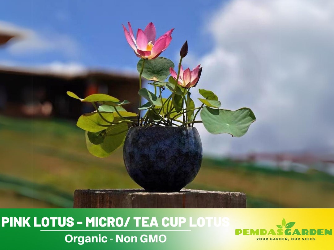 5 Rare Seeds Pink Lotus Micro/ Tea Cup Lotus Seeds Indian Lotus nelumbo Nucifera Seeds Flower ...