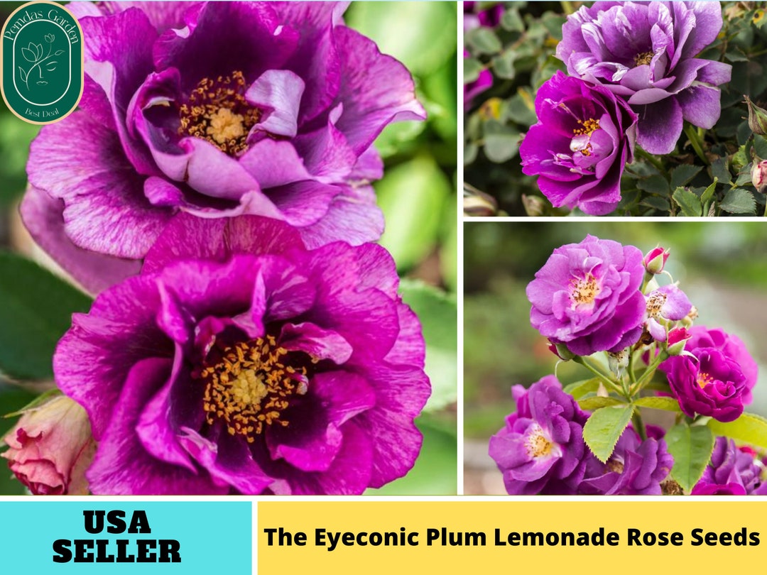 32 Seeds the Eyeconic Plum Lemonade Rose Seeds-perennial authentic ...