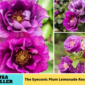 32 Seeds the Eyeconic Plum Lemonade Rose Seeds-perennial authentic ...