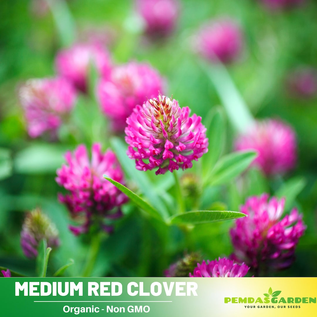 40+seeds| Medium Red Clover Seeds - Authentic - Open-pollinated ...