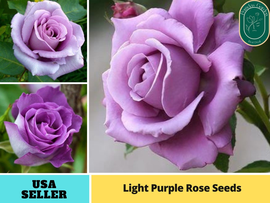 30 Seeds Light Purple Perennial Flower Rose Authentic Seeds ...
