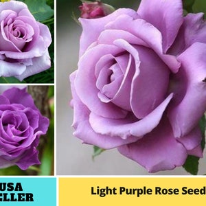 30 Seeds Light Purple Perennial Flower Rose Authentic - Etsy
