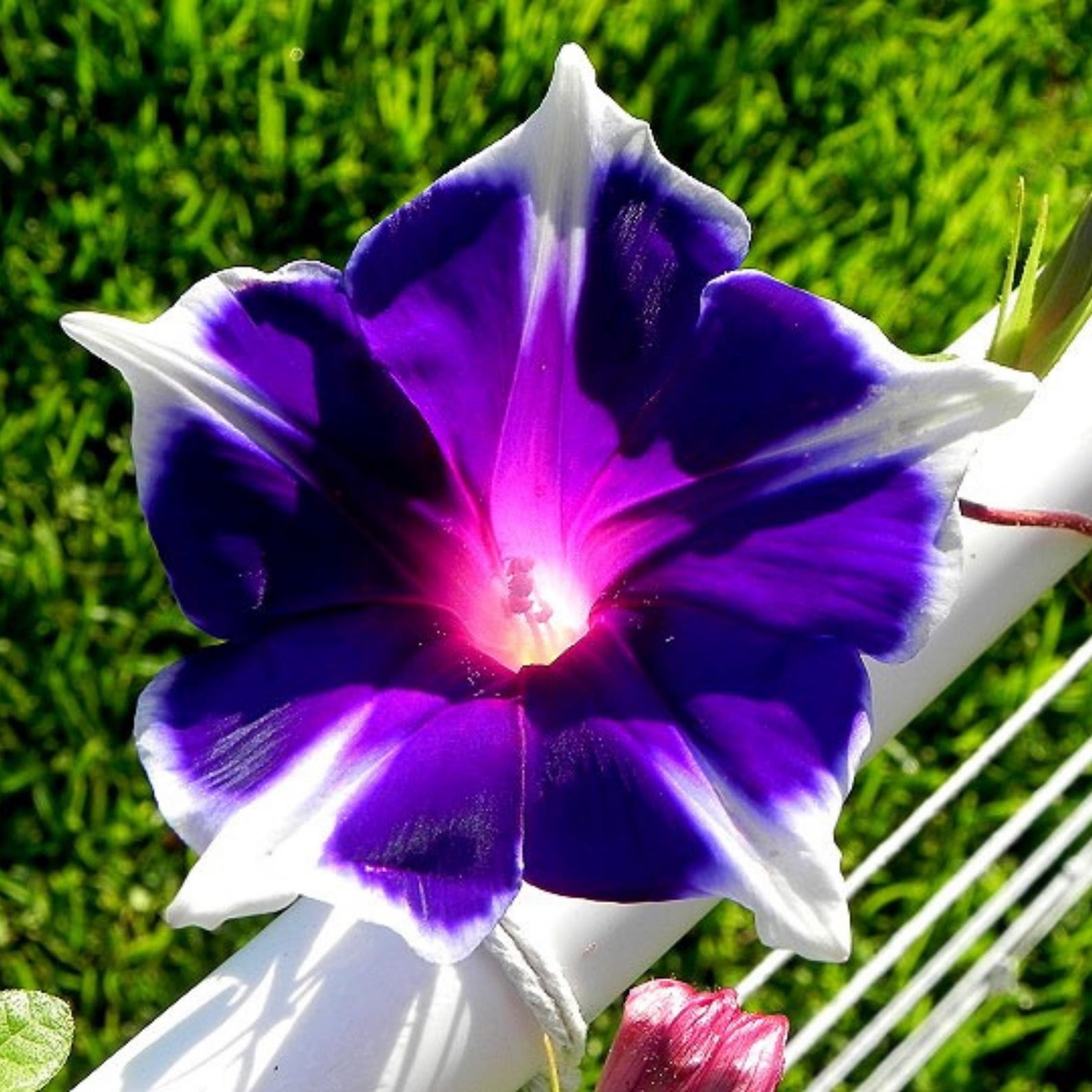 Kikyo Snowflakes Morning Glory Seeds White Blue Speckled Flower Seeds ...