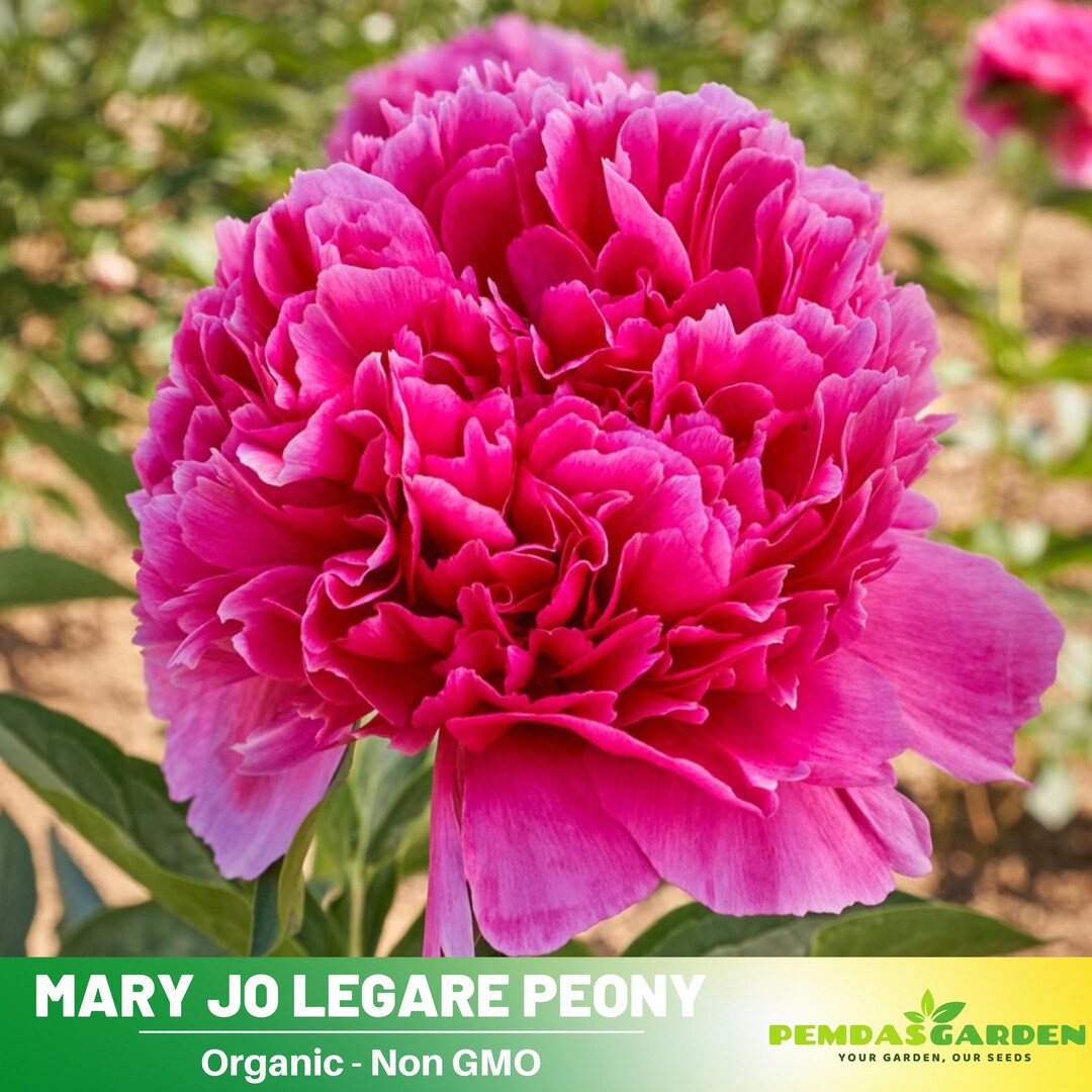 10+seeds| Mary Jo Legare Peony Perennial Seeds - Paeonia - Attract ...