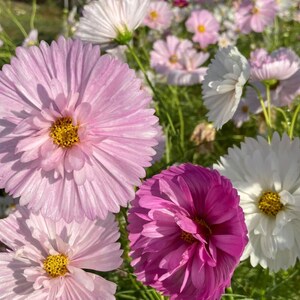 50 Seeds Cupcakes and Saucers Mix Cosmos Seeds Authentic Seeds GMO Free ...