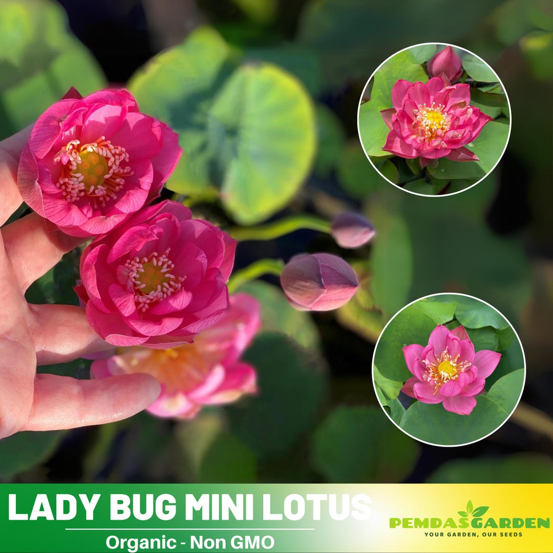 5 Rare Seeds| Lady Bug Mini Lotus Seeds - Indian Lotus (nelumbo ...