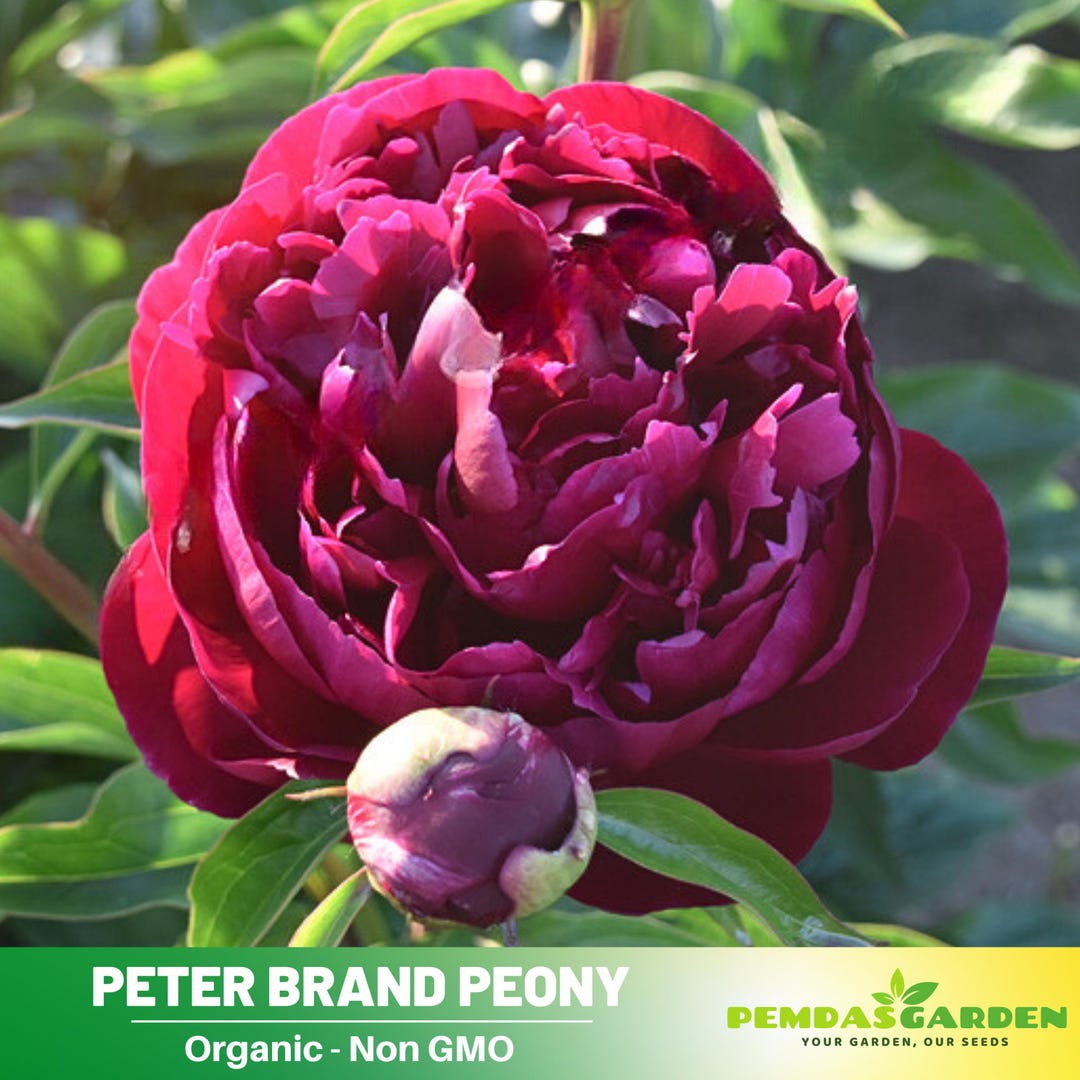 10+seeds| Peter Brand Perennial Peony Seeds - Paeonia - Attract ...
