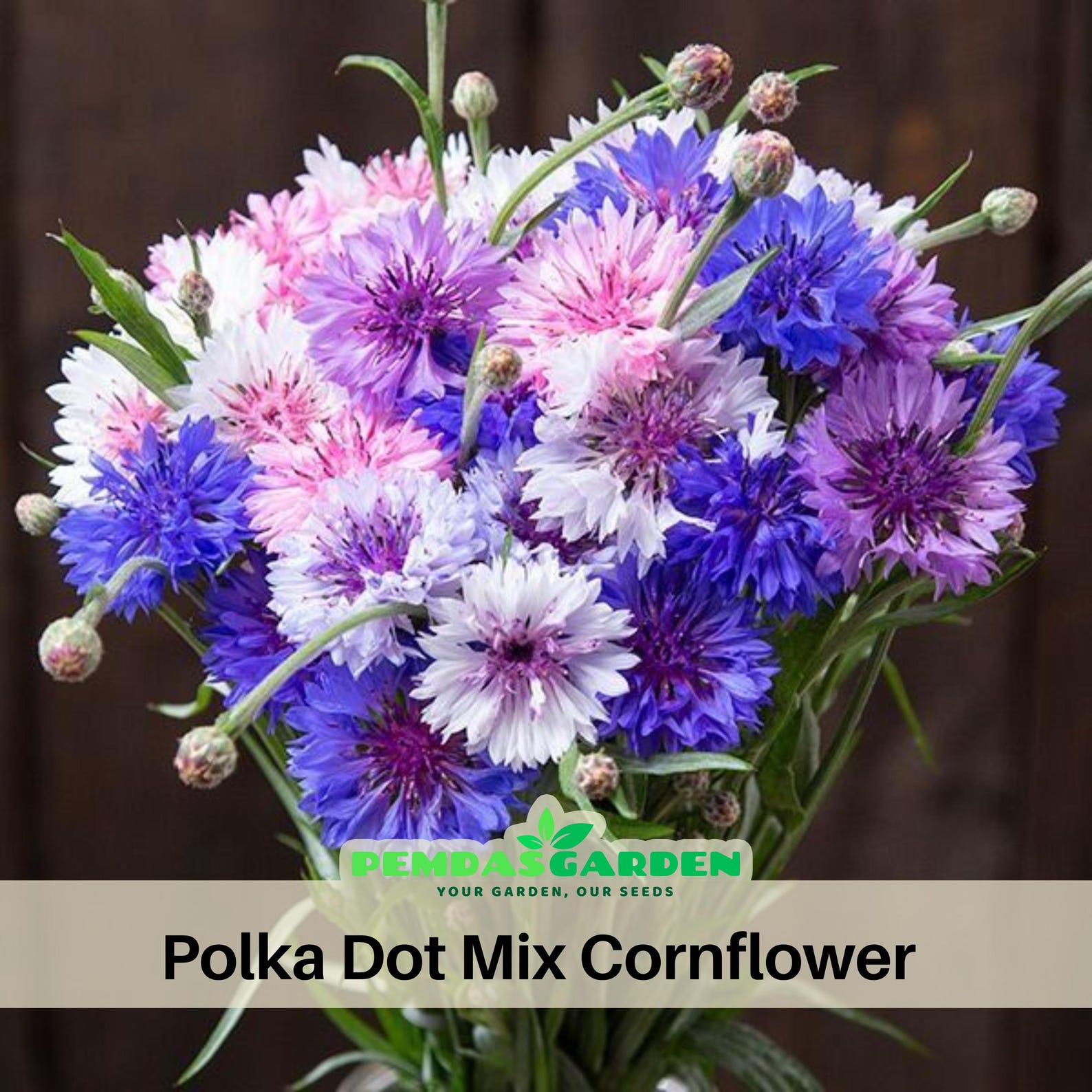 Polka Dot Mix Cornflower Seeds – Colorful Bachelor Button Blend for ...