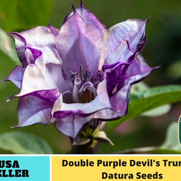 Devils Trumpet - Etsy
