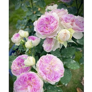30+ Seeds| Blue Moonstone Rose Seeds - Authentic - Perennial ~ GMO Free ...