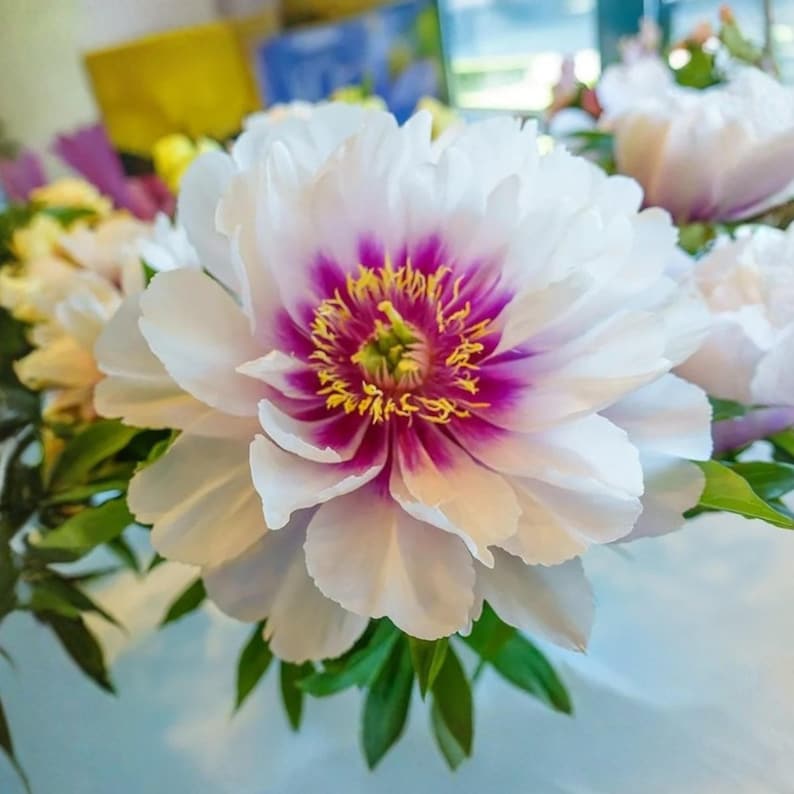 10+seeds| Lifetime Perennial Peony Collection Seeds- Paeonia - Attract ...