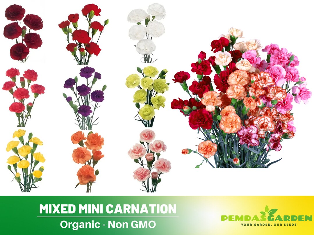 Mixed Mini Carnations authentic Seeds-flowers organic. Non GMO seeds ...