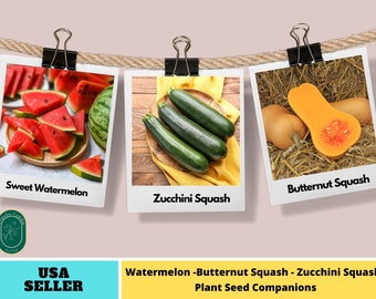 Italian Squash Zucchini Seeds NON-GMO Heirloom Fresh Garden Seeds - Etsy