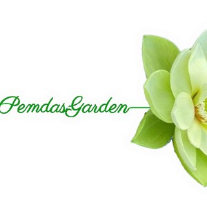 30+ Seeds| Lotus Star Rose Seeds - Authentic - Perennial ~ GMO Free ...