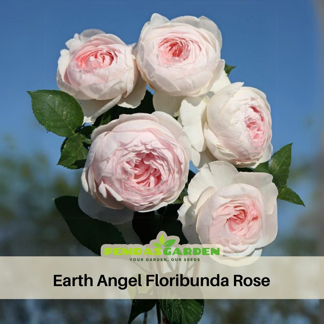 Pink Earth Angel Floribunda Flower Rose Seeds - Authentic Seeds ...