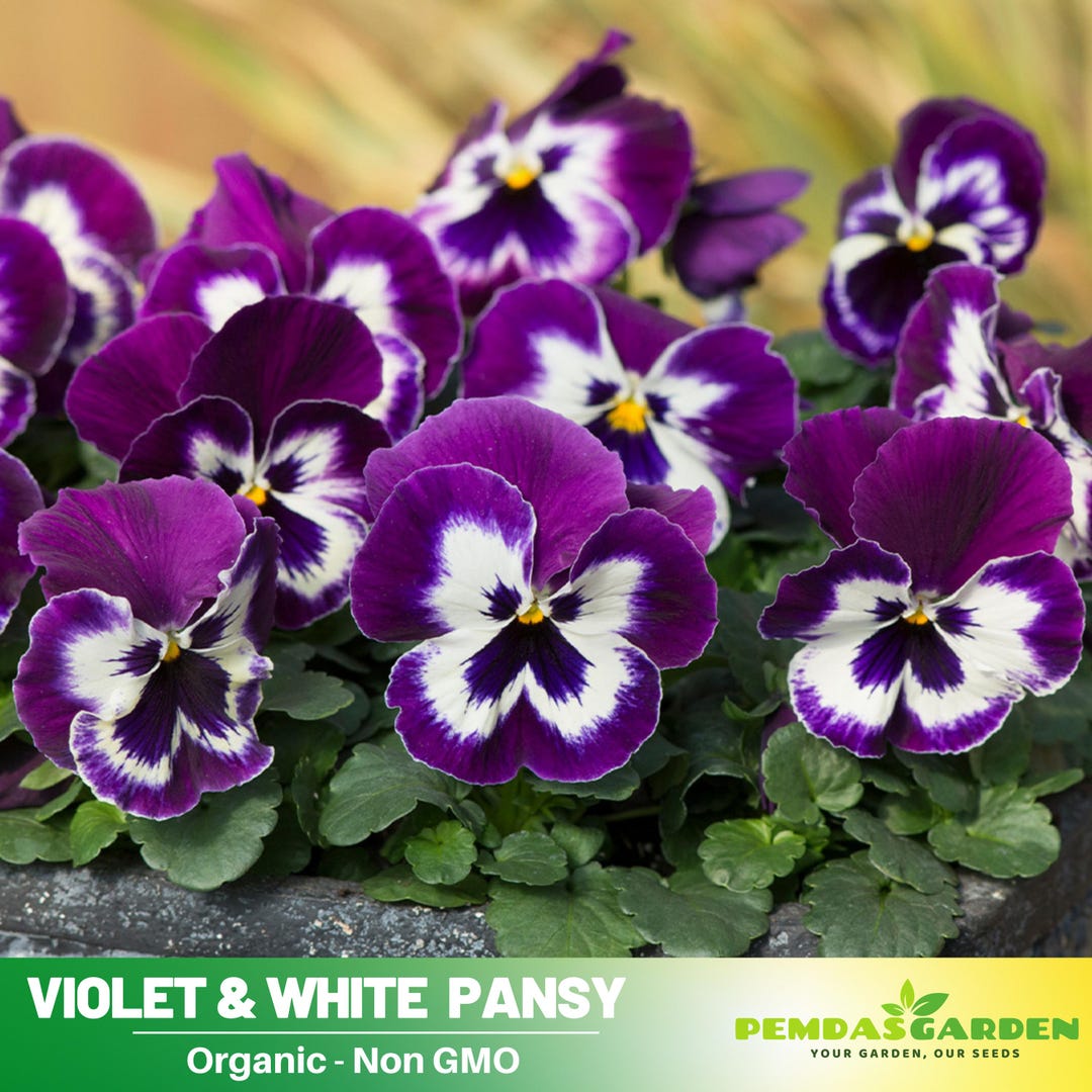 25+ Seeds| Violet & White Pansy Viola Seeds -cold Resistant -open ...
