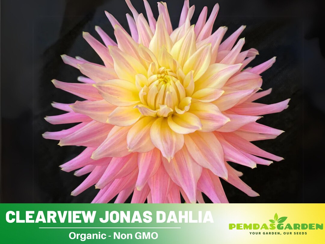 40 Seeds Clearview Jonas Dahlia Perennial Seeds Pollinator Friendly ...