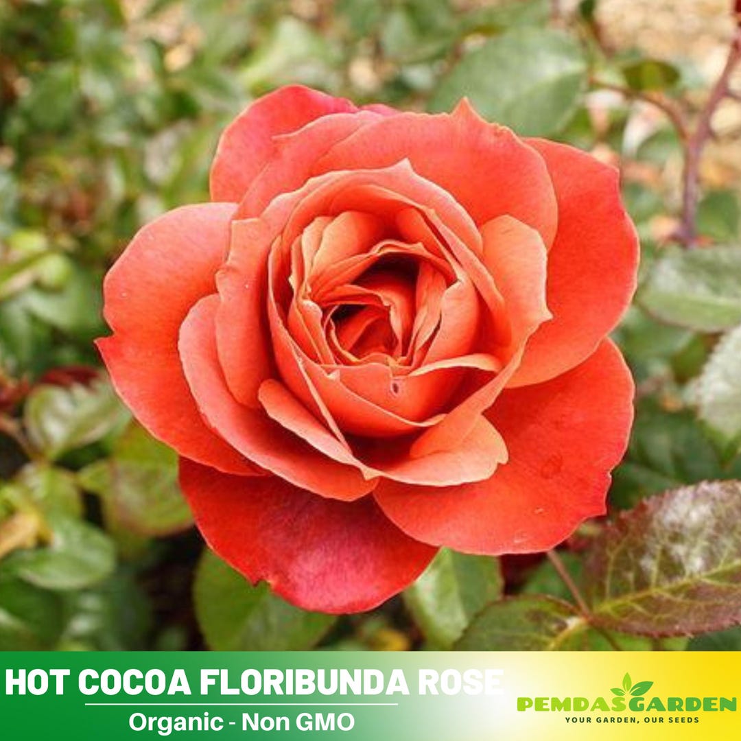 30+ Seeds| Hot Cocoa Floribunda Flower Rose - Authentic Seeds ...